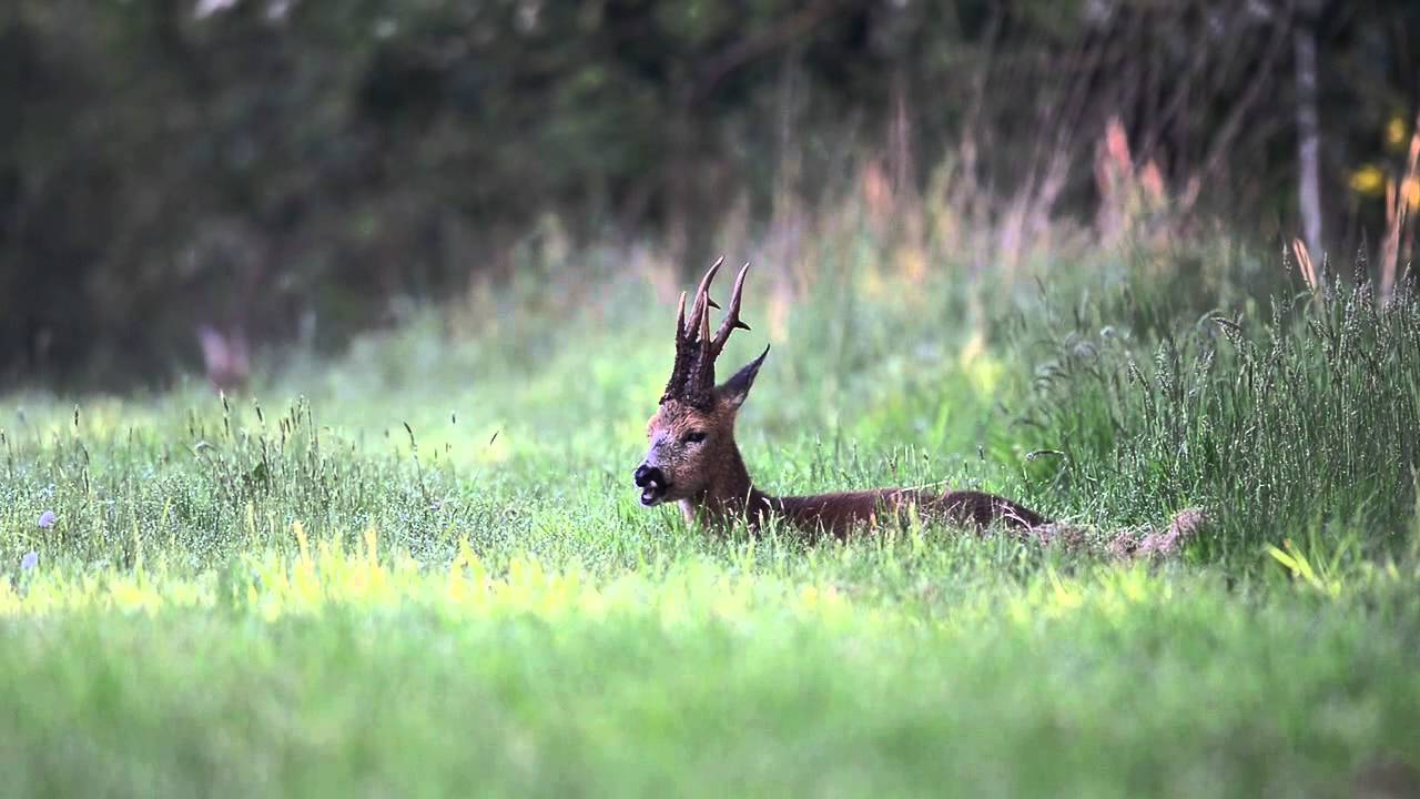 Roe Deer Ruminating, May 18th 2014, Warfield Park, Berkshire - YouTube