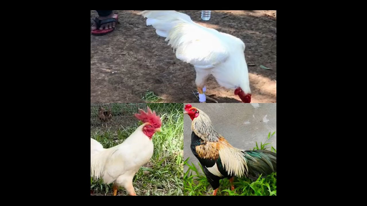 Vietnam Chicken and Chumphorn | Chicken Farm - YouTube
