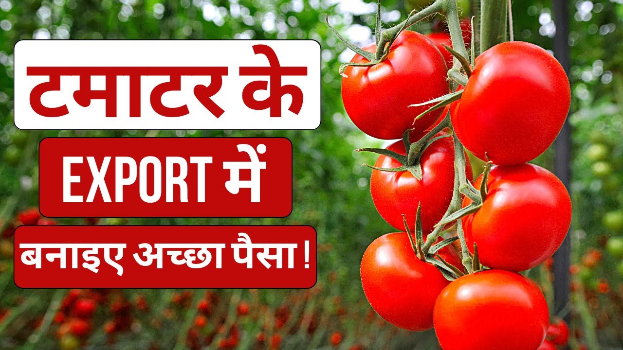 How to Export Tomatoes From India | टमाटर के Export में बनाइए अच्छा पैसा | Export Quality Tomato ...