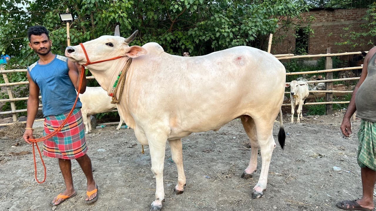 PINK COLOUR COW IN DANKUNI // UMOR FARUK CATTLE FARM 2023// FOR SALE ...