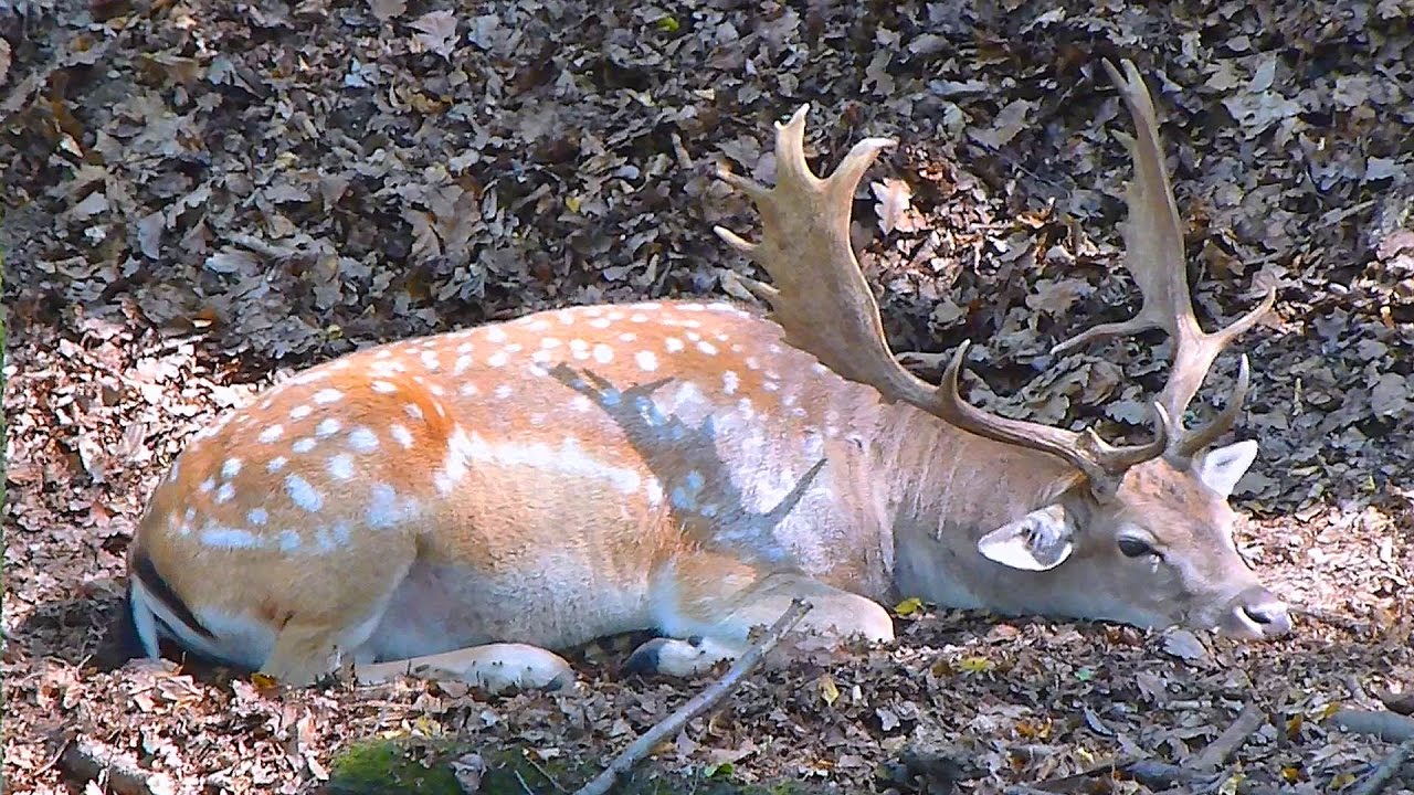 Daněk v říji třesoucí se u cesty - Fallow Deer Buck Twitching by the ...