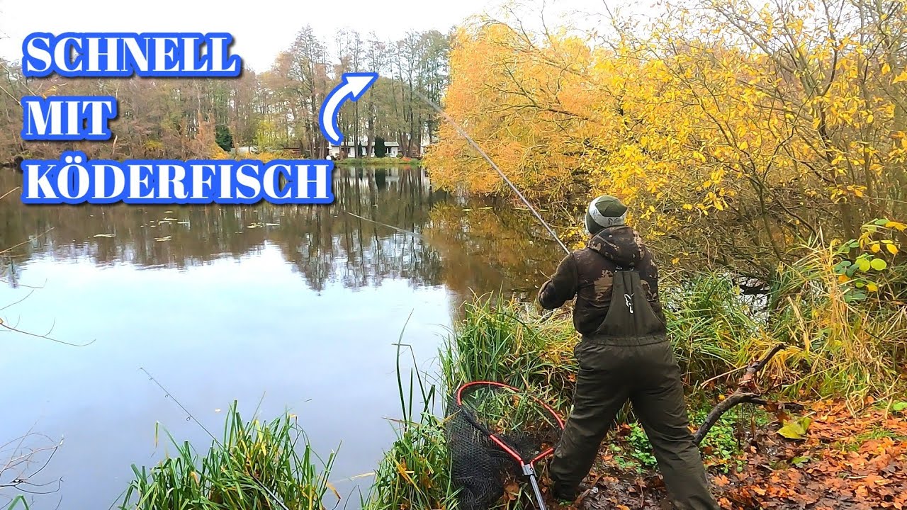 Köderfische Senken und ganz spontan Angeln auf Raubfisch im November ...