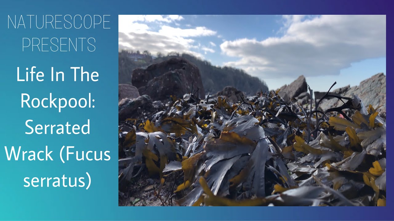 Life In The Rockpool: Serrated Wrack (Fucus serratus) - YouTube