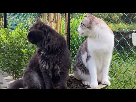 3 Minutes Of Cats Watching Their Prey😊 - YouTube