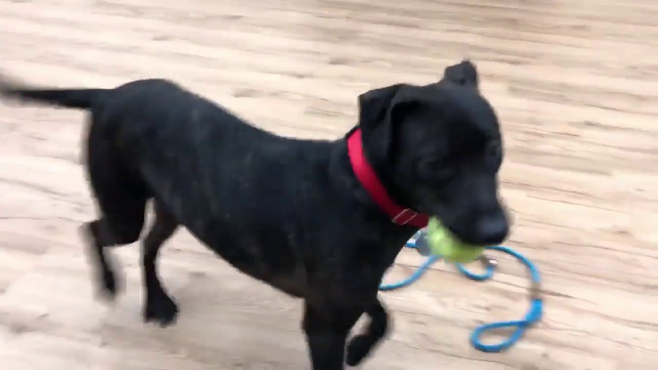 Suzy Learning How to Dog! - YouTube
