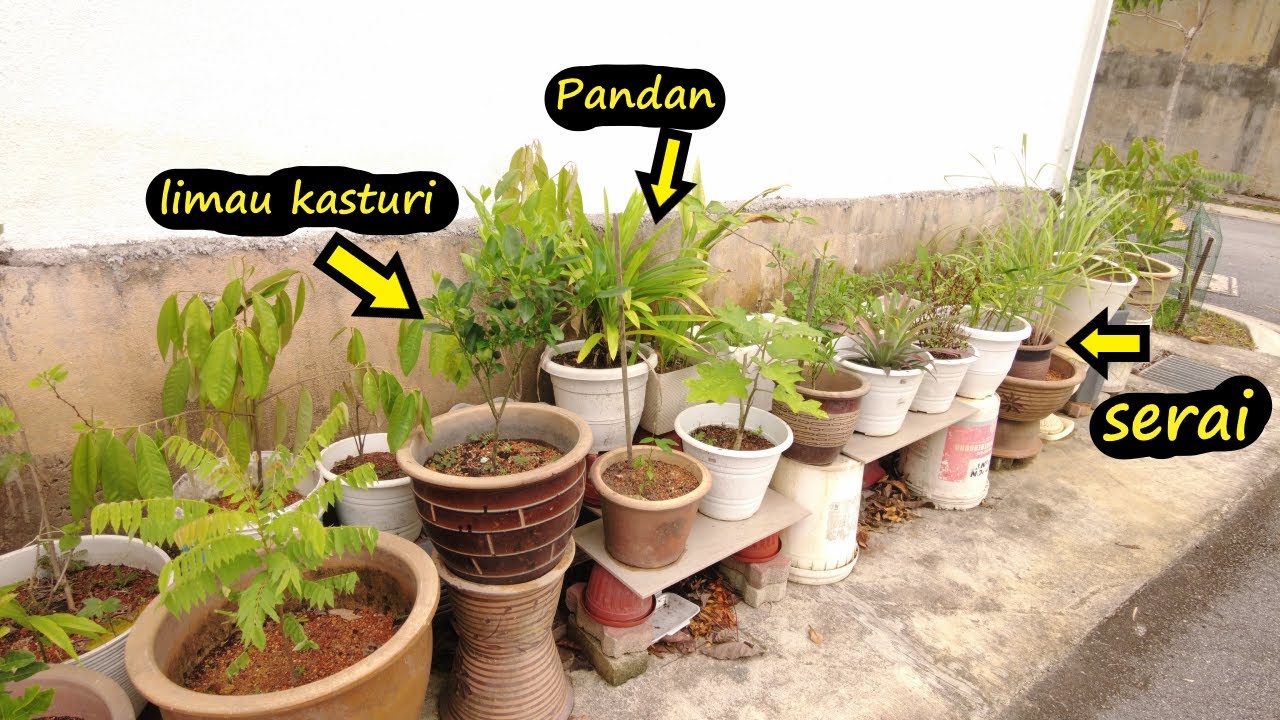 List tanaman dalam pasu paling penting perlu ada kat rumah - YouTube