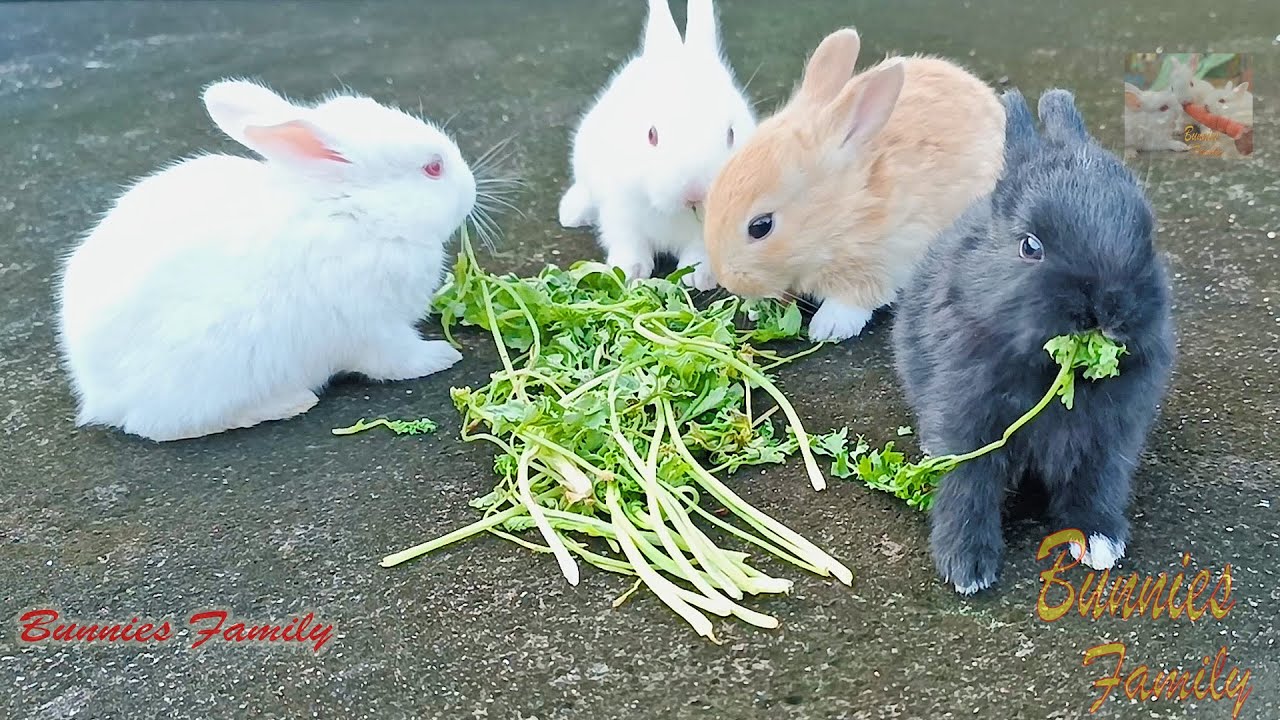 Cute Baby Bunnies | Episode - 3 | Bunny Sounds | Funny Rabbit video ...