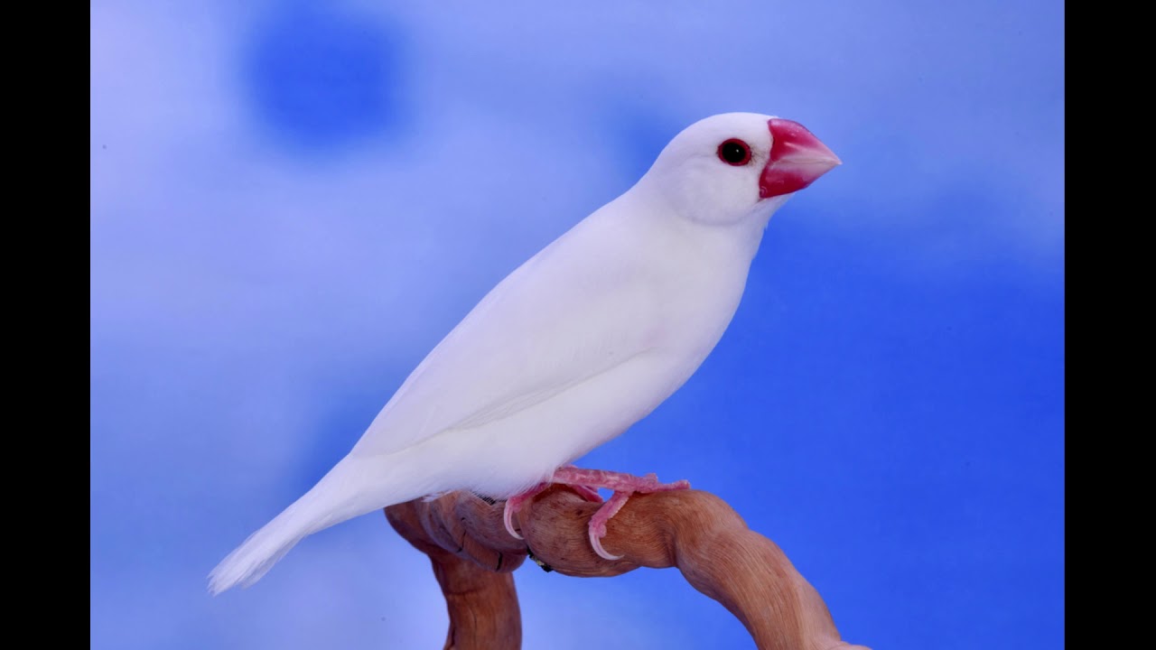 Chant du padda de java - Padda singing - YouTube