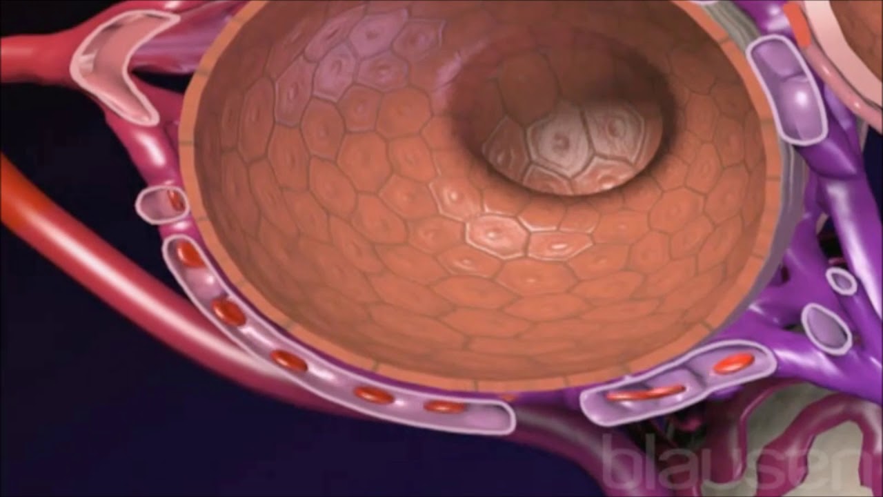 Hvordan fungerer lungerne? (Animation) - YouTube