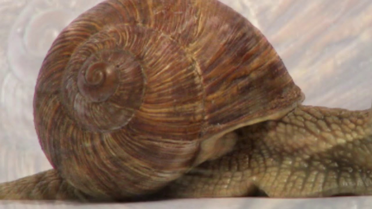 The Daily Snail Awards - YouTube
