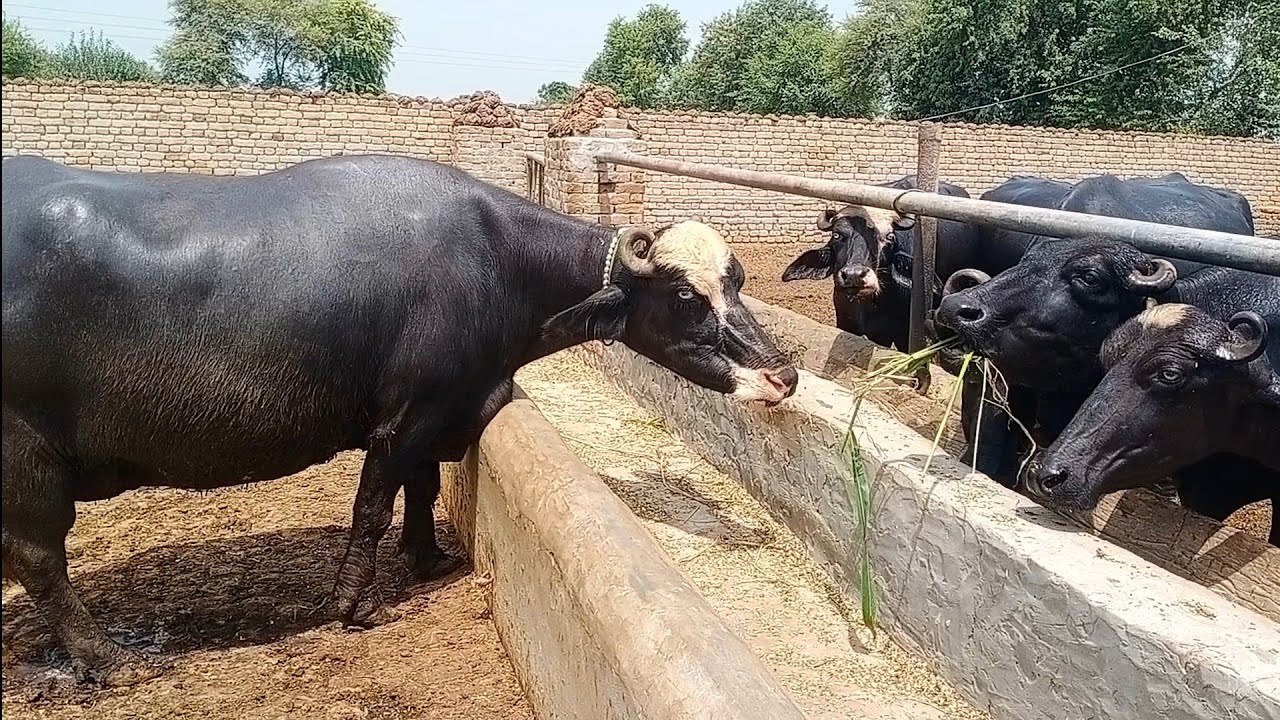 Watch pure neeli buffalo for sale on arifwala 03006537323 _27_08_2023 ...