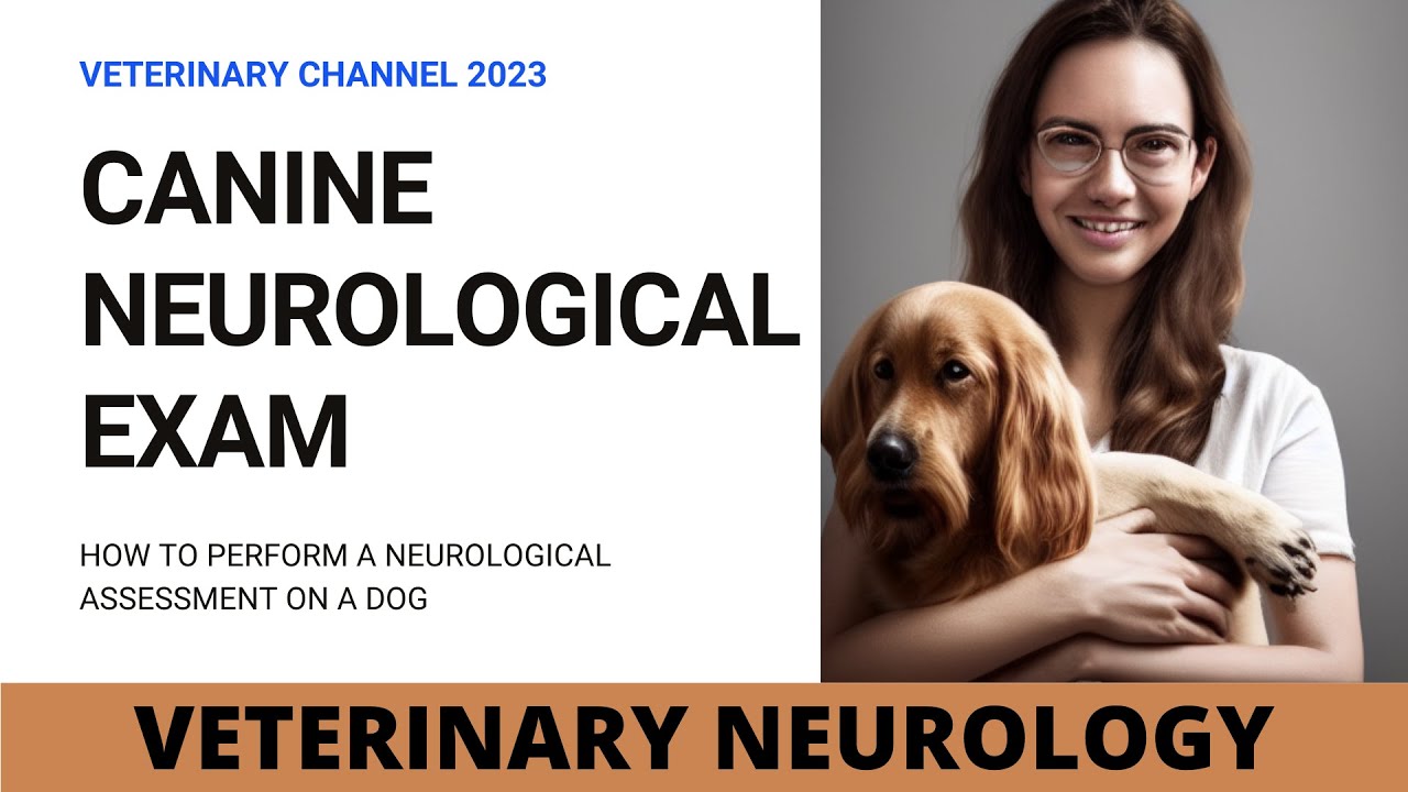 HOW TO DO A NEUROLOGICAL EXAM ON A DOG - YouTube