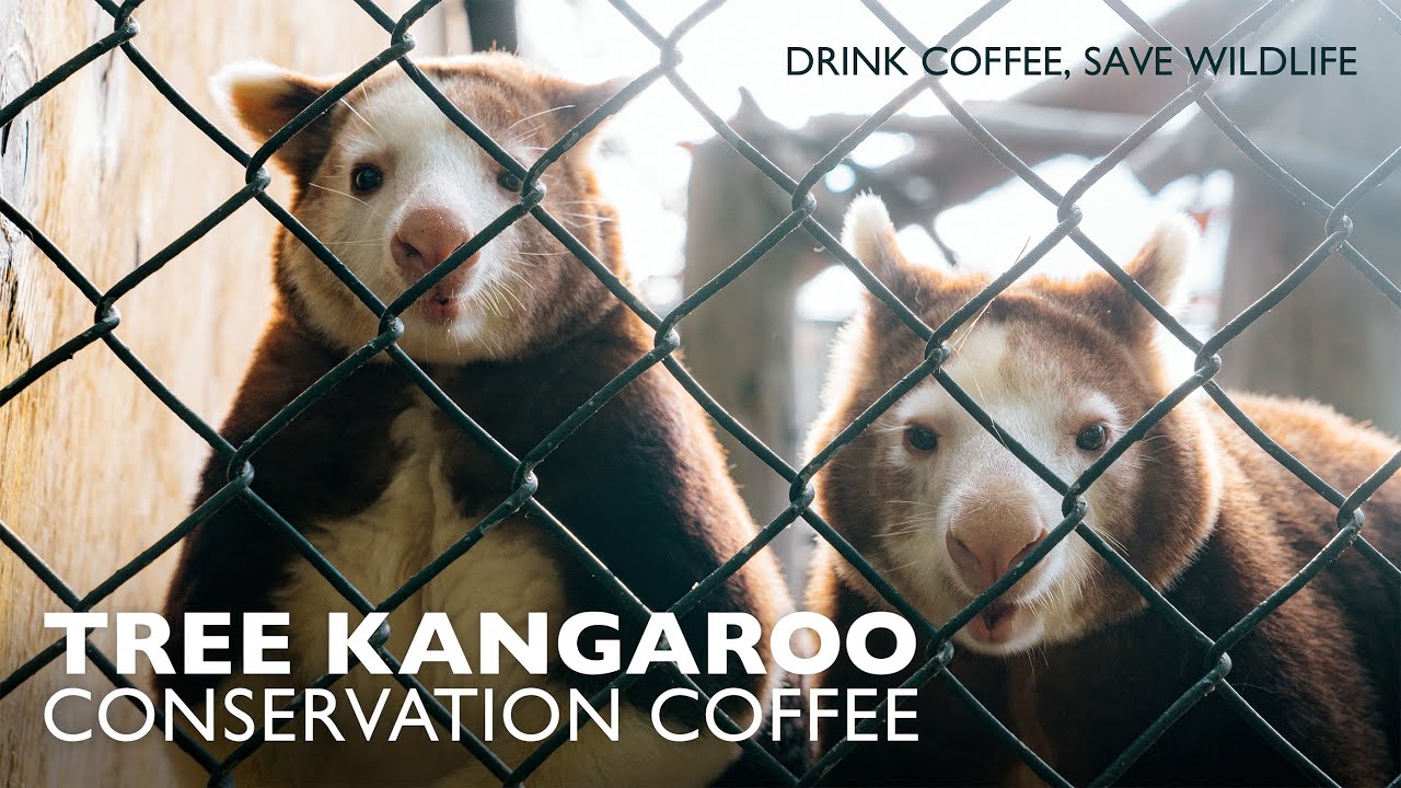 Tree Kangaroo Conservation - Coffee from PNG YUS - YouTube