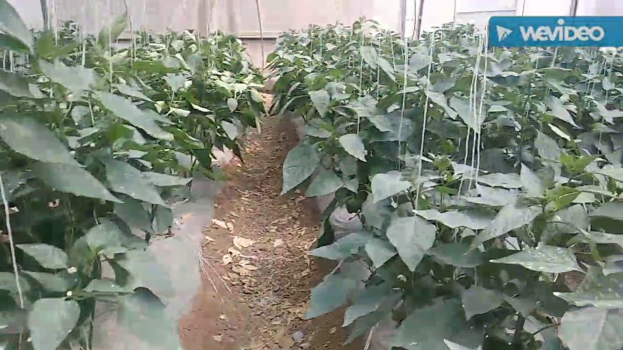 Polyhouse Capsicum 2018 Progress and Problem - YouTube
