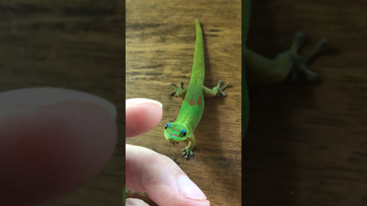 A curious and friendly gecko - YouTube