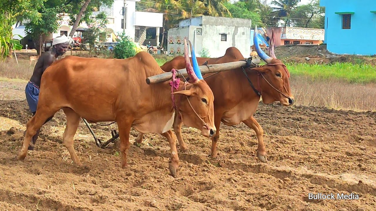 ploughing with bulls by farmer | bull ploughing the field cow ploughing ...