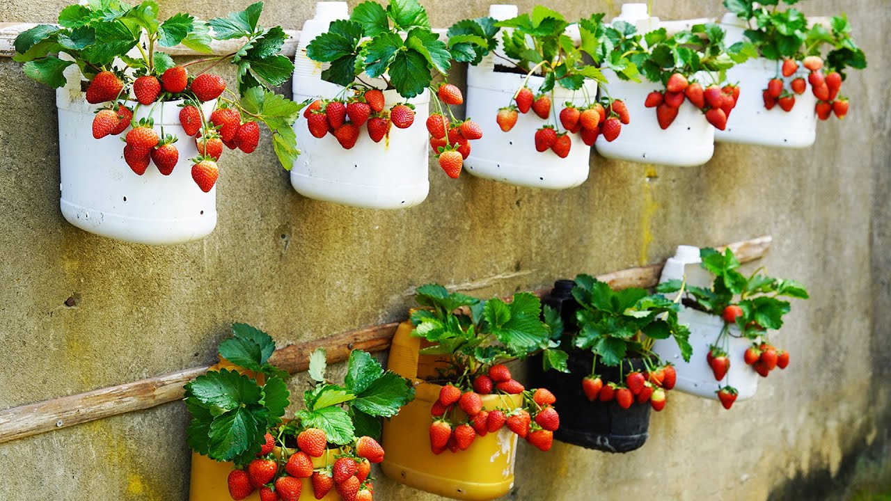 Turn An Old Wall Into A Fresh Strawberry Paradise For Your Family - YouTube