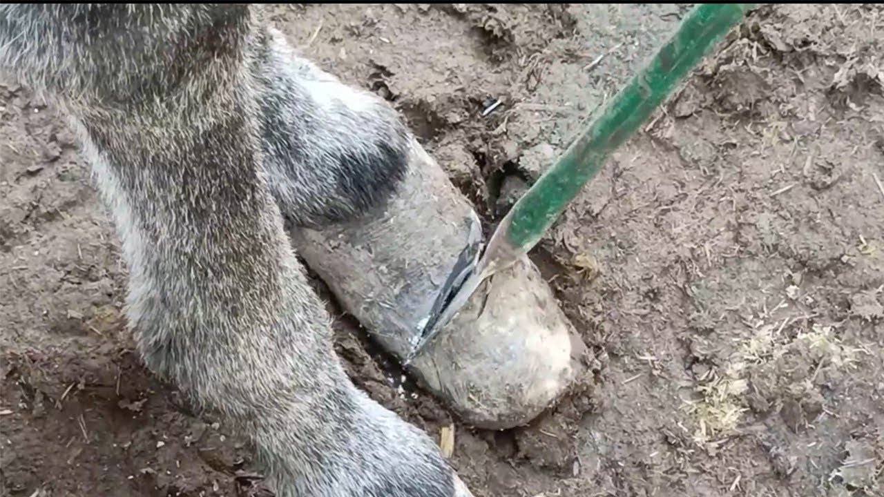 This super long donkey hoof can be easily cut off with a one meter long ...
