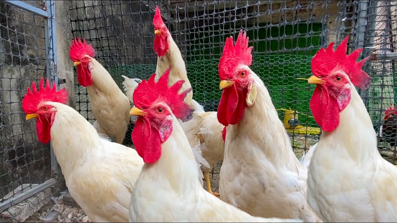 CON GÀ TRỐNG | BÀI HÁT CON GÀ TRỐNG | CON GÀ TRỐNG GÁY Ò Ó O#congatrong ...