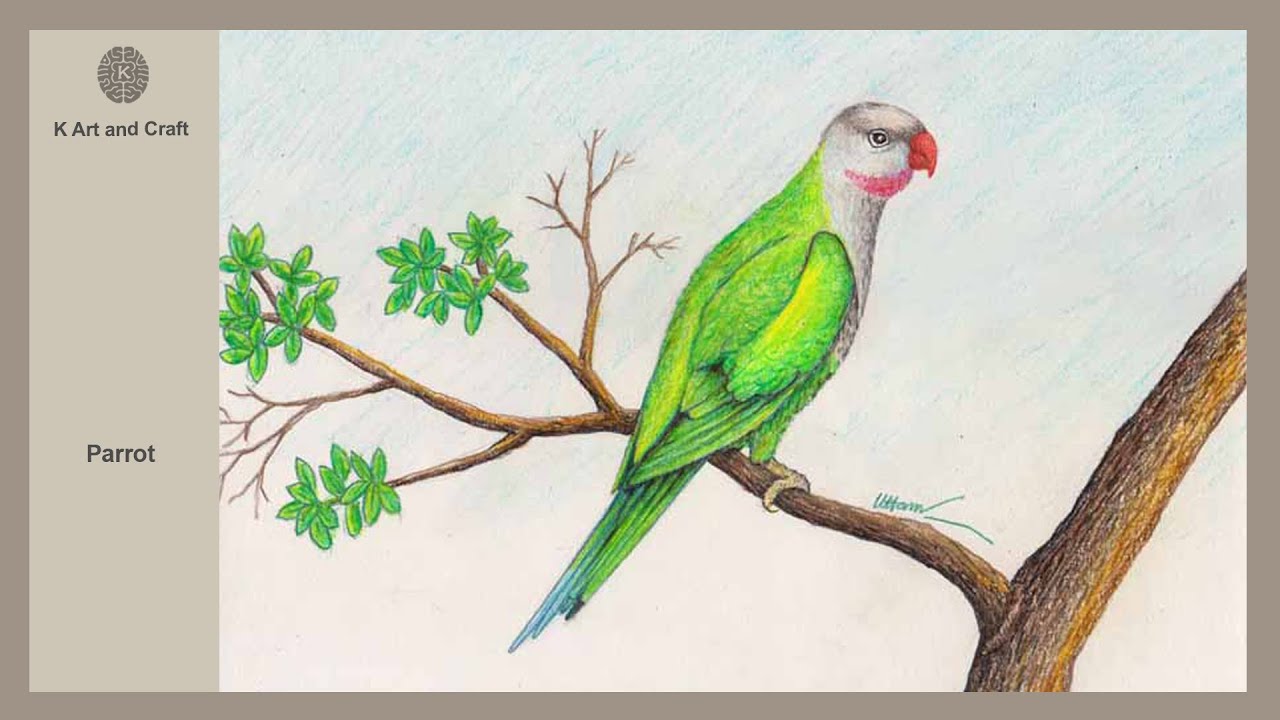 Realistic Parakeet Drawing