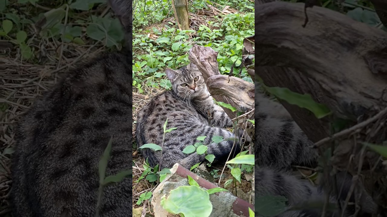 Lovely cat 81 - YouTube