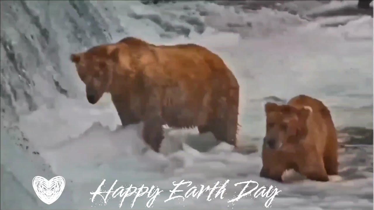 Happy Earth Day 🌎 • Compilation • Some Fave Live Nature Moments - YouTube
