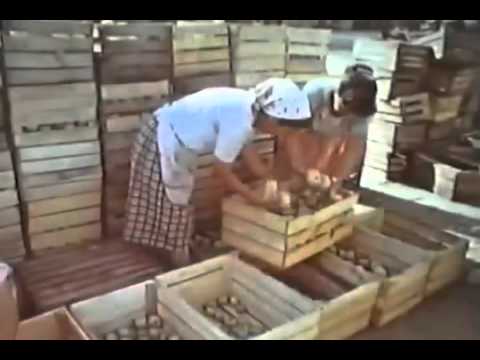 Mozalan № 150  3 cü süjet  Kimə inanaq  film, 1990