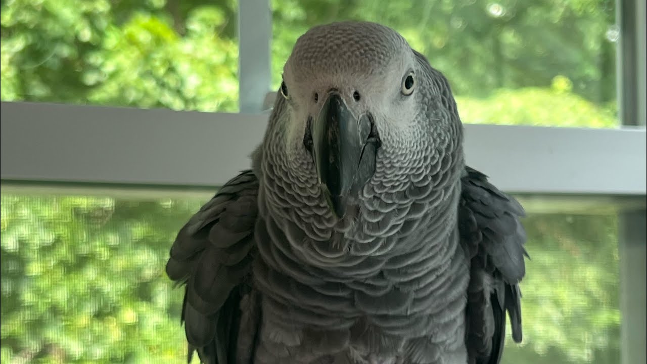 Symon the African Grey Talking Parrot practicing her words and sounds ️ ...