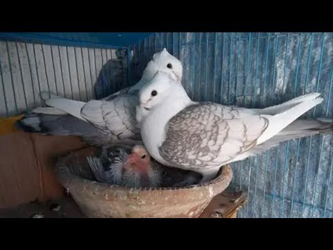 Best Satinette Pigeons & Breeding Lofts - YouTube