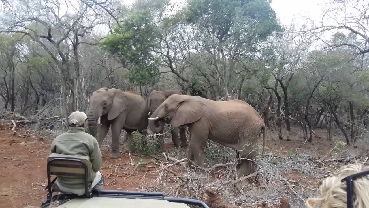 The Strength Of The Elephant - YouTube