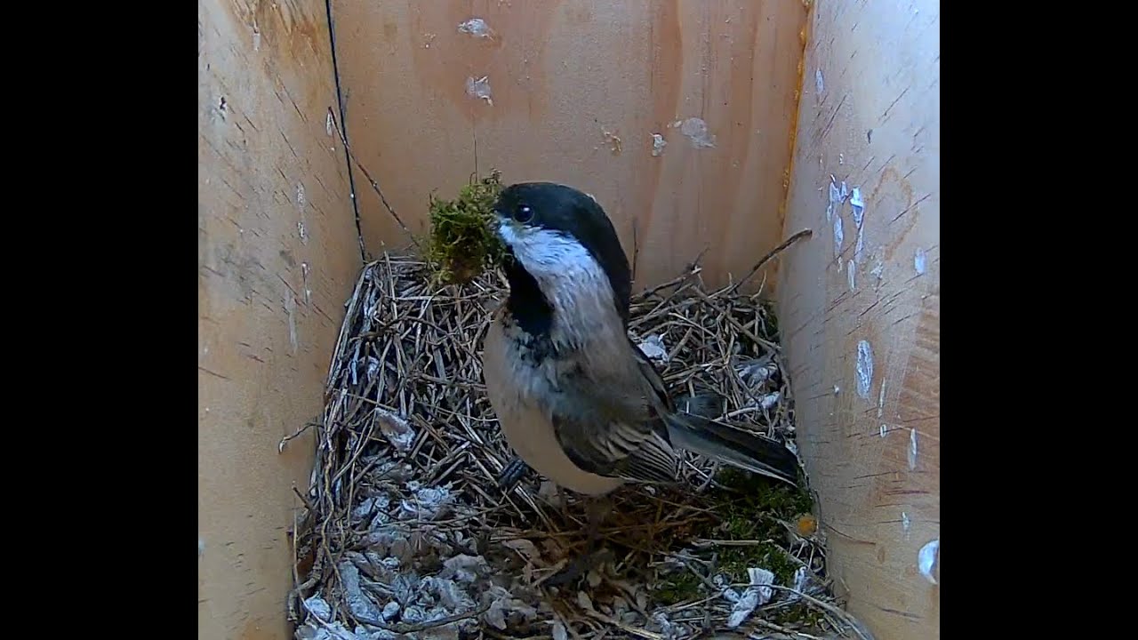 LIVE - Black Capped Chickadee Nesting Box, Rochester WI - YouTube