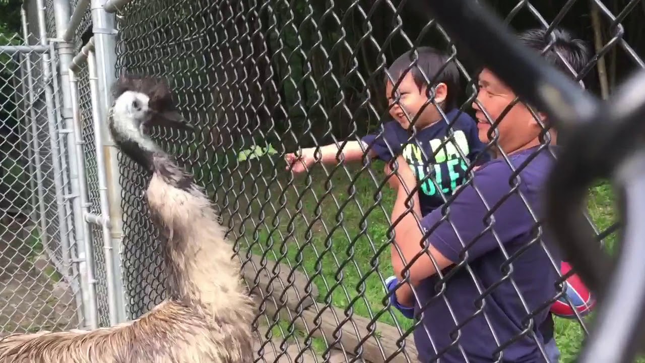 Meeting emu - YouTube