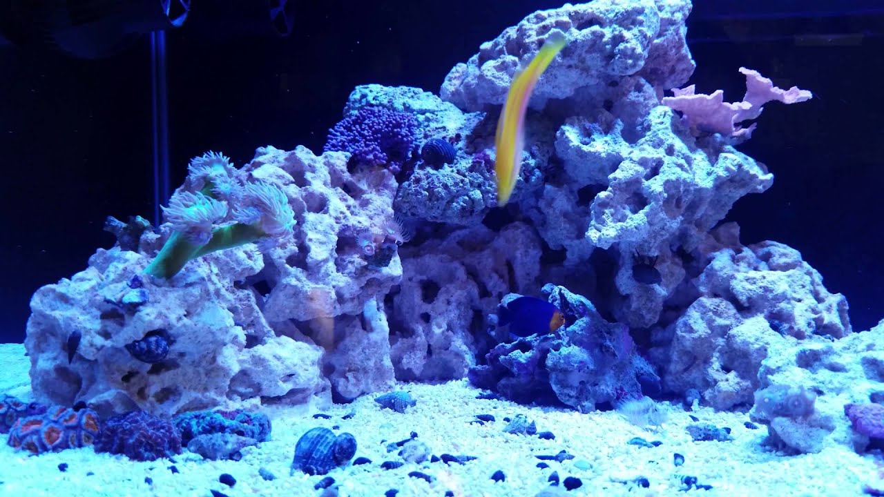 my 40 breeder reef tank - YouTube
