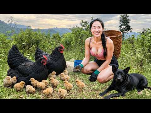 Catching 20+ Baby Chicks & Mother Black Chickens on the Hill with My Dog, Home Cooking | Rural Life
