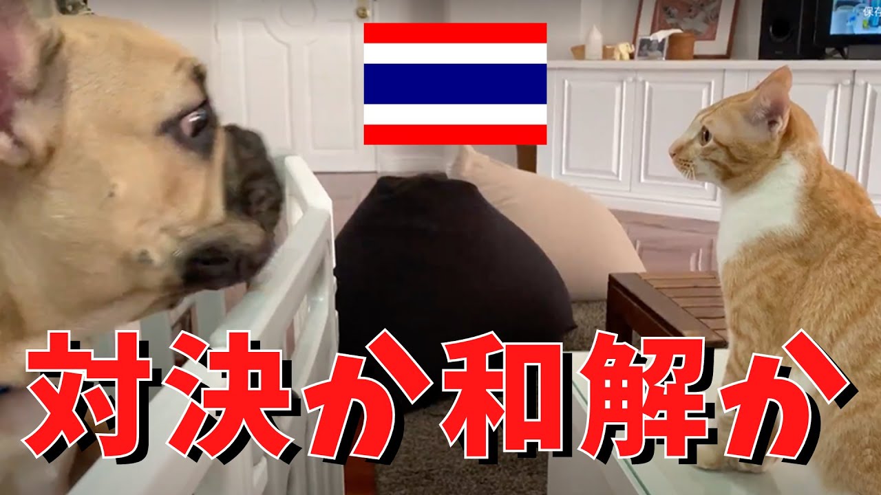 Kabu and mochi (cat) lived together for 10 months.Can they get along ...