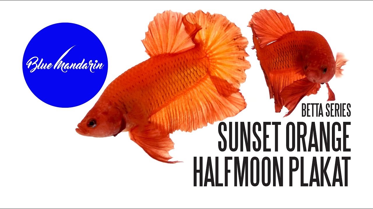 Betta Series - Sunset Orange Halfmoon Plakat - YouTube