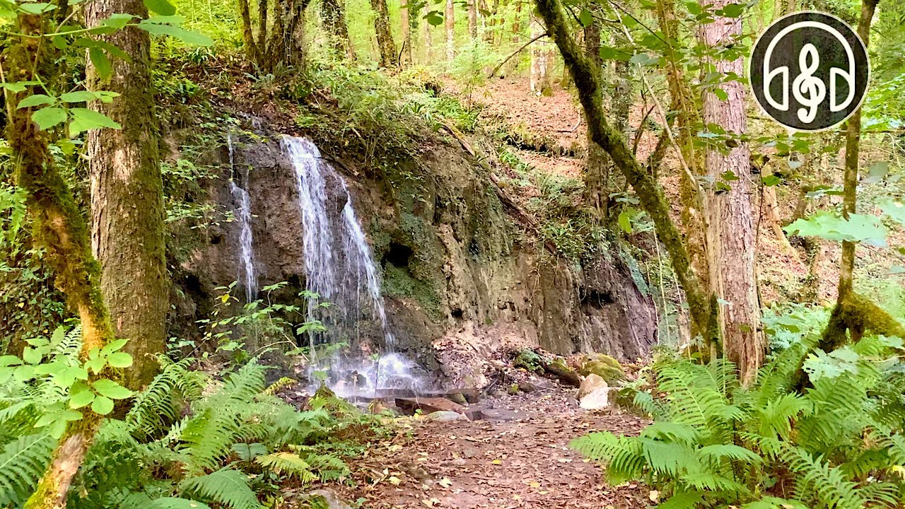 Sounds Of A Forest Waterfall. 12 Hours of 4K Video For Sleep ...