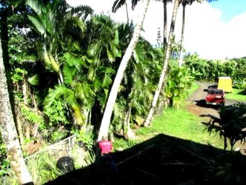 Cutting down a coconut tree the right way - YouTube