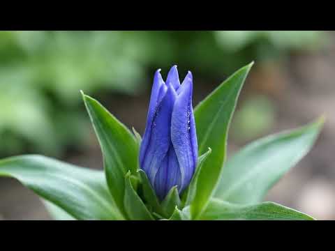 Gentian Bud Opening Time-Lapse | Deep Blue Bloom in Close-Up