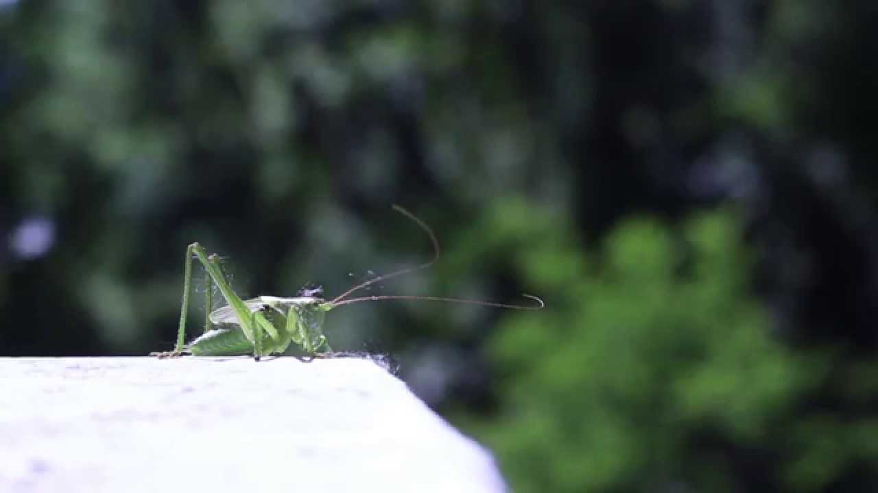 Grasshopper relaxing - HD stock footage #21 - YouTube