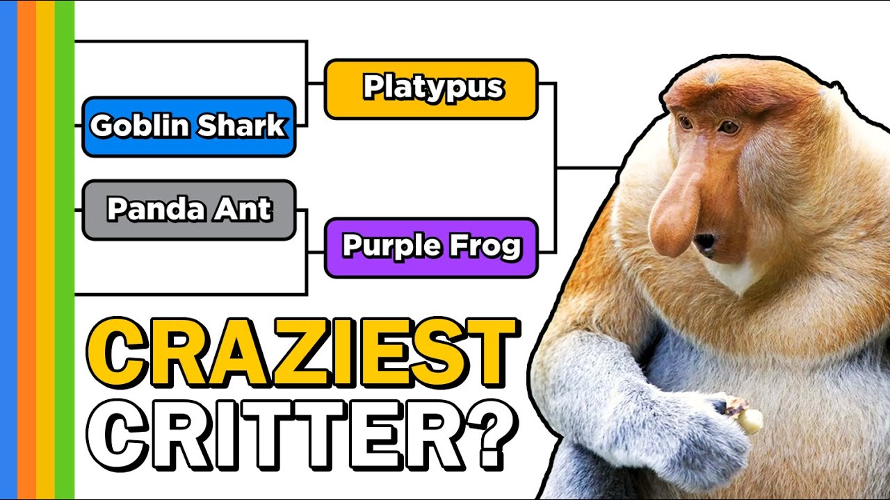 Crazy Critters Bracket - YouTube