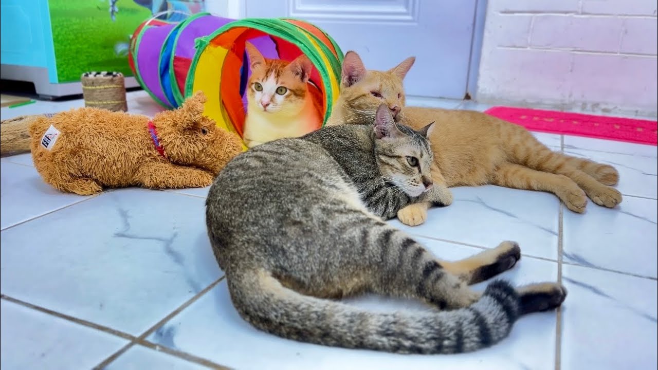 Sweet family always together. Tony, Miracle, Mega, Magic, Numpav and ...
