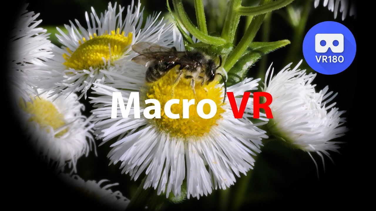【VR180】【3D】Macro VR 小さな昆虫の世界 - YouTube
