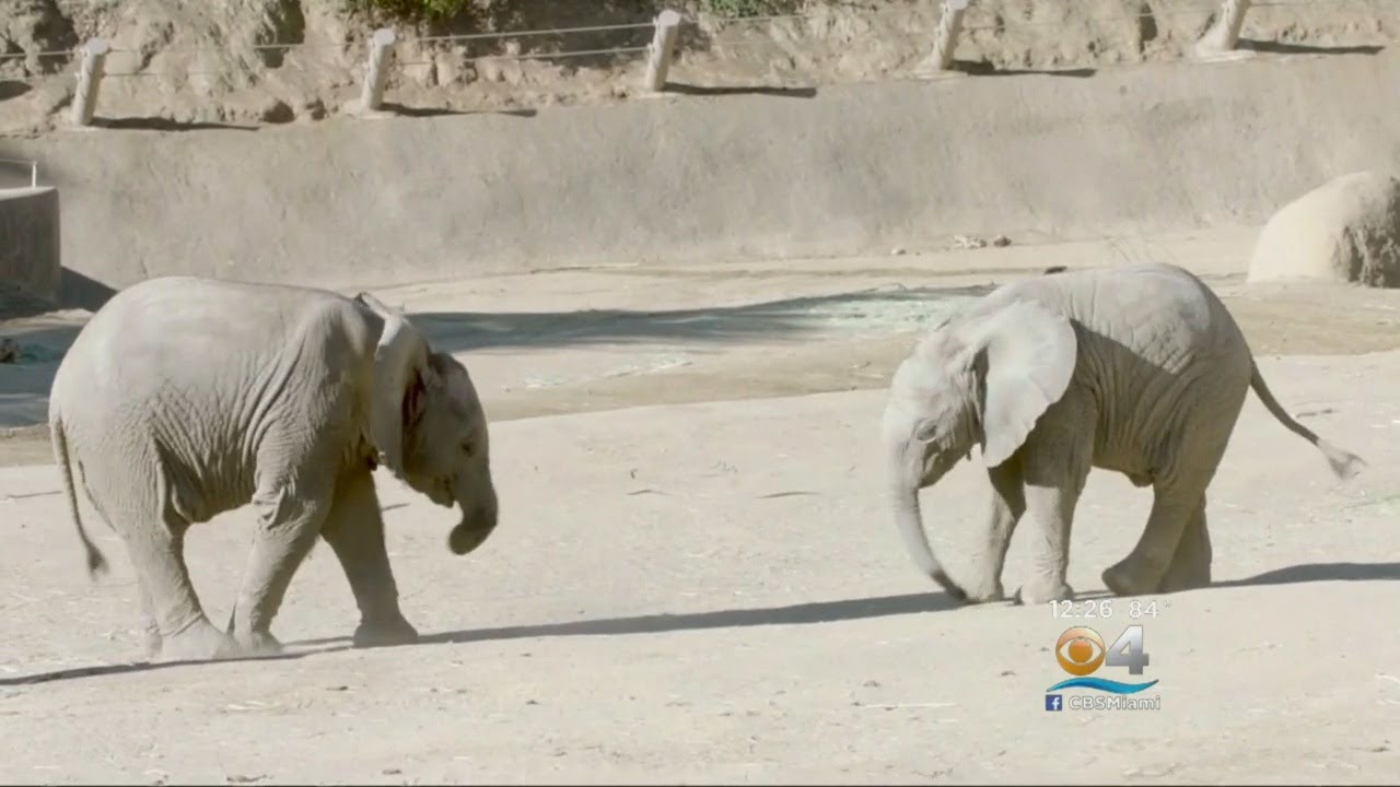 Baby Elephants At Play - YouTube