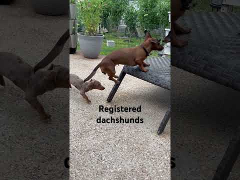 Breeding dachshunds❤️ GET INSPIRED BACKYARD HOMESTEAD