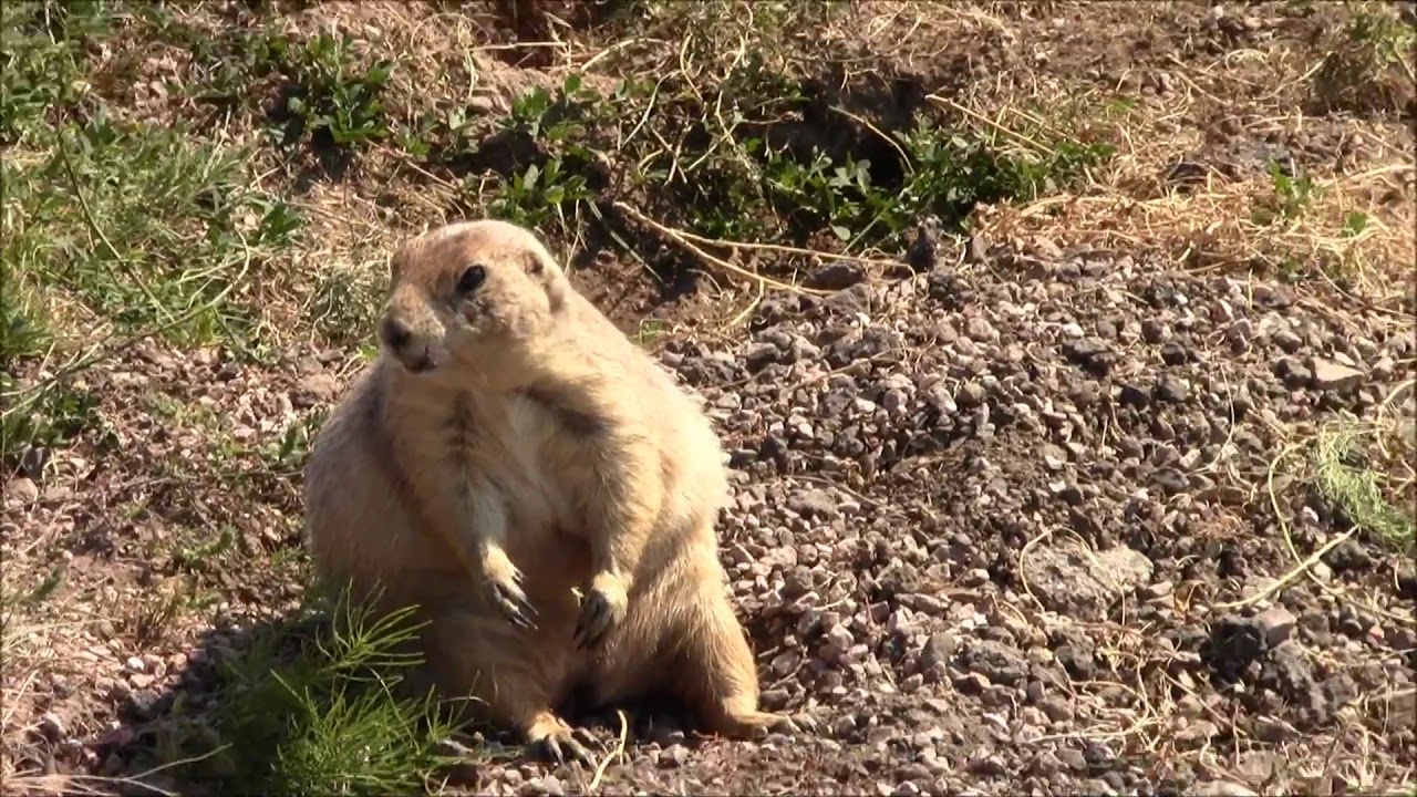 Obese Prairie Dog - YouTube