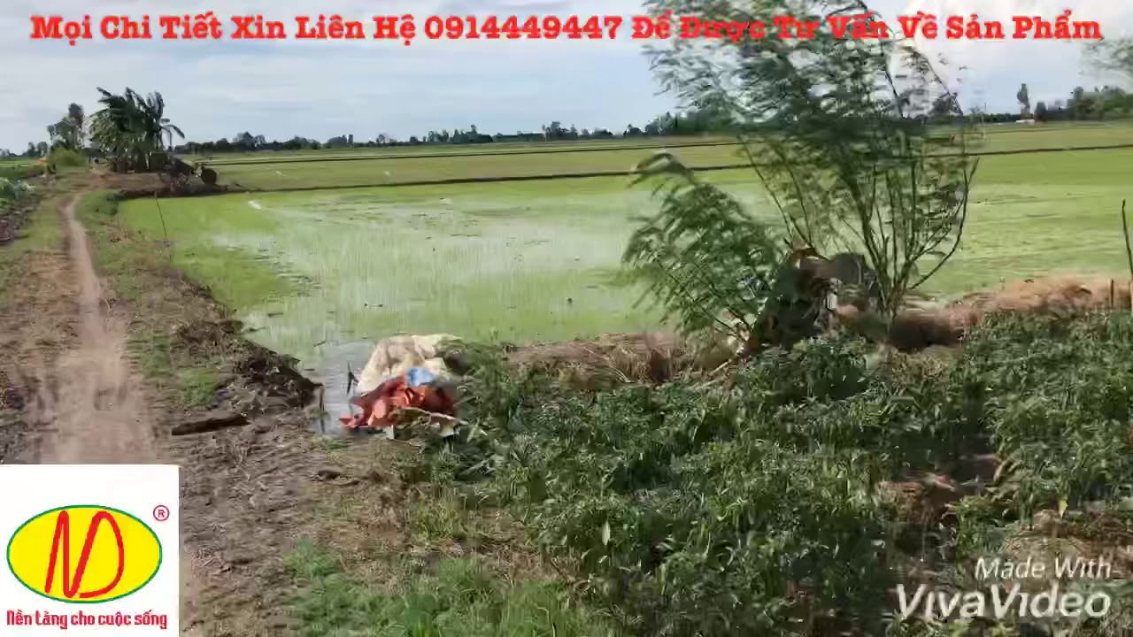 Hiệu quả sau 5 ngày sử dụng sản phẫm Penac P. Cùng nồng dân ra đồng ...