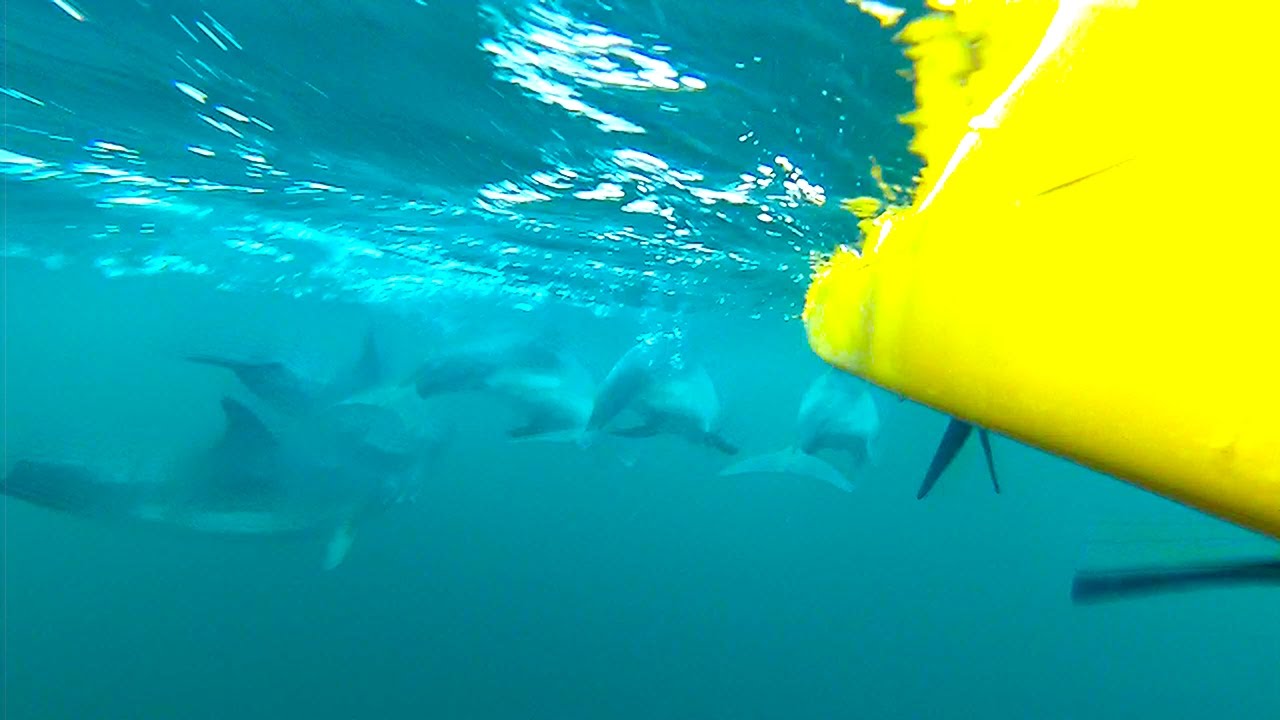 GoPro Kayaking with Dolphins - Destin, Florida - Hobie - YouTube