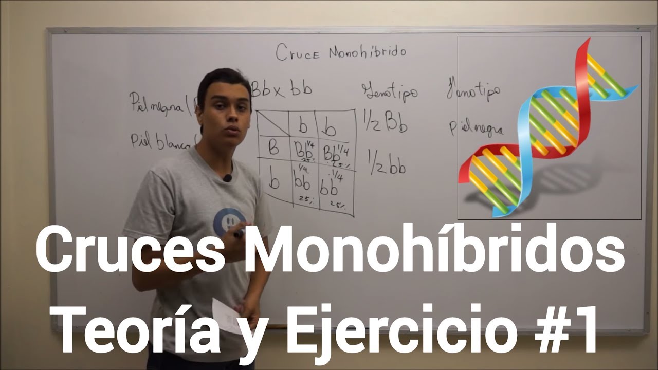 Cruces Monohíbridos | Teoría, Concepto y Ejercicio #1 - YouTube