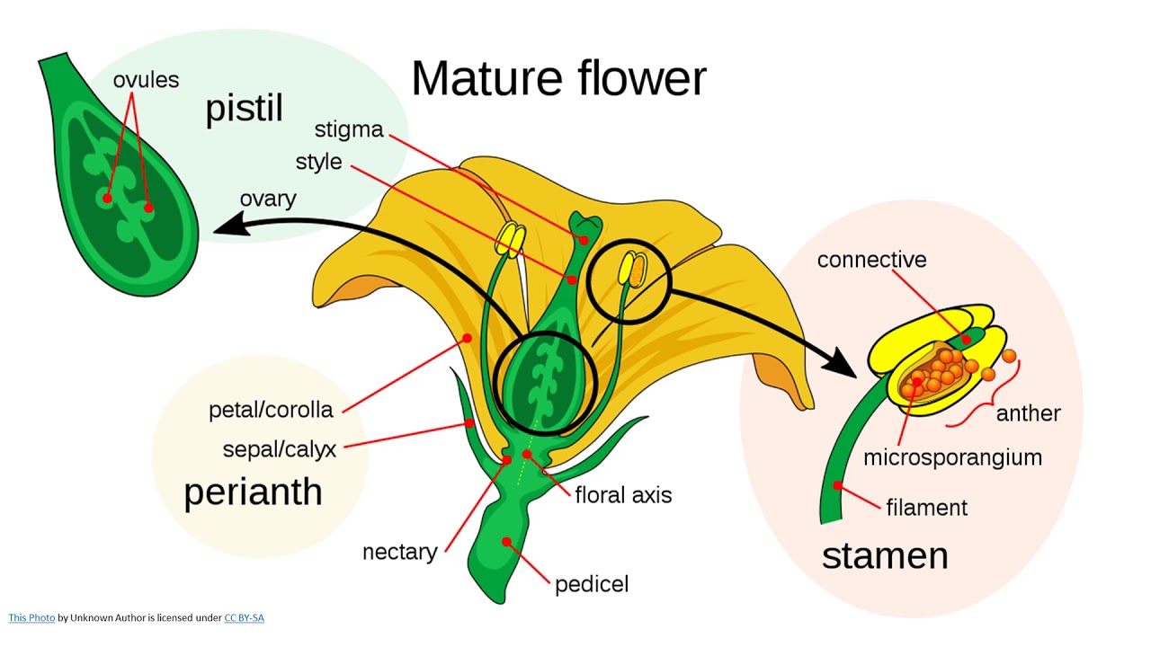 Class 5, Science, Chapter 5 PLANT REPRODUCTION by Renu Yadav - YouTube